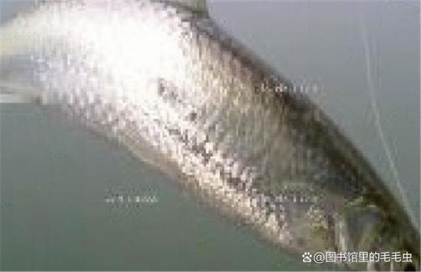 白条鱼最大能长多大_白条鱼一年能长多少厘米-第3张图片-山城妙识