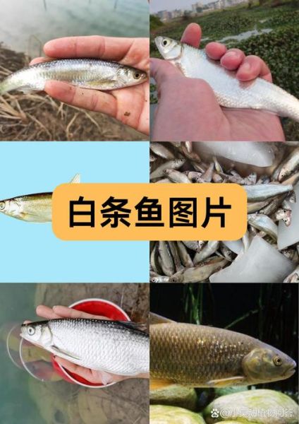 白条鱼最大能长多大_白条鱼一年能长多少厘米-第1张图片-山城妙识