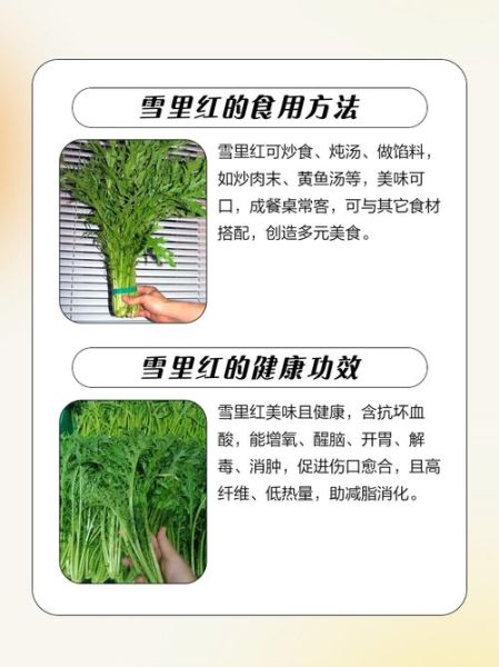 雪里红为什么叫雪里红_雪里红名字的由来-第2张图片-山城妙识