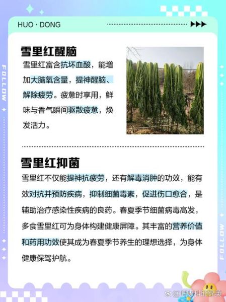 雪里红为什么叫雪里红_雪里红名字的由来-第1张图片-山城妙识