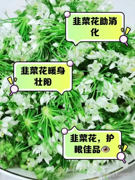 韭菜花的功效与作用_韭菜花的禁忌有哪些-第1张图片-山城妙识