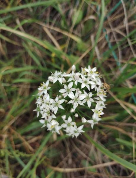 韭菜花的功效与作用_韭菜花的禁忌有哪些-第3张图片-山城妙识