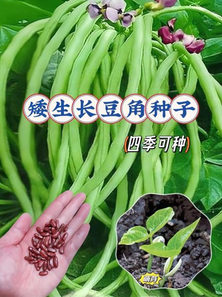长豆角图片大全大图_如何挑选新鲜长豆角-第2张图片-山城妙识