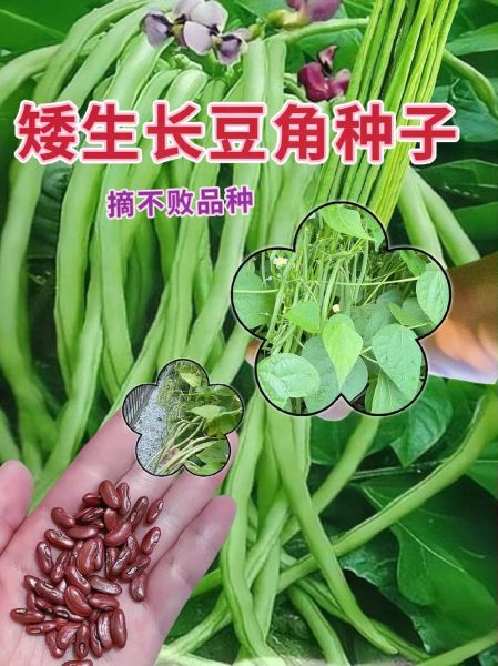 长豆角图片大全大图_如何挑选新鲜长豆角-第1张图片-山城妙识