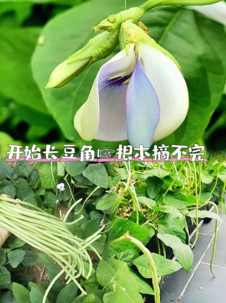 长豆角图片大全大图_如何挑选新鲜长豆角-第3张图片-山城妙识