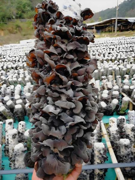 木耳的功效与作用有哪些_木耳的营养价值高吗-第2张图片-山城妙识