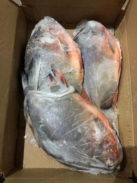 红鲳鱼为什么便宜_红鲳鱼多少钱一斤-第2张图片-山城妙识