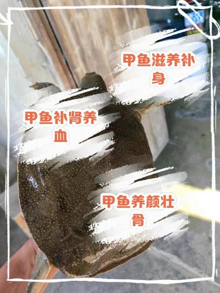 甲鱼的功效与作用_甲鱼的营养价值有哪些-第2张图片-山城妙识