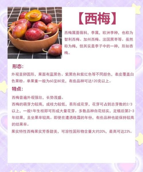 吃西梅的好处与坏处_西梅吃多了会怎样-第1张图片-山城妙识