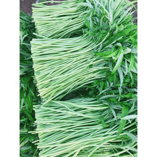 芦蒿种植技术_芦蒿怎么种产量高-第1张图片-山城妙识 芦蒿种植技术_芦蒿怎么种产量高-第1张图片-山城妙识