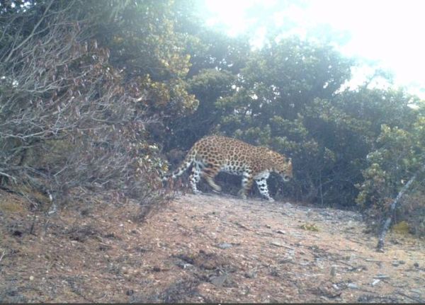 金钱豹图片高清壁纸哪里下载_如何分辨真假金钱豹照片-第3张图片-山城妙识
