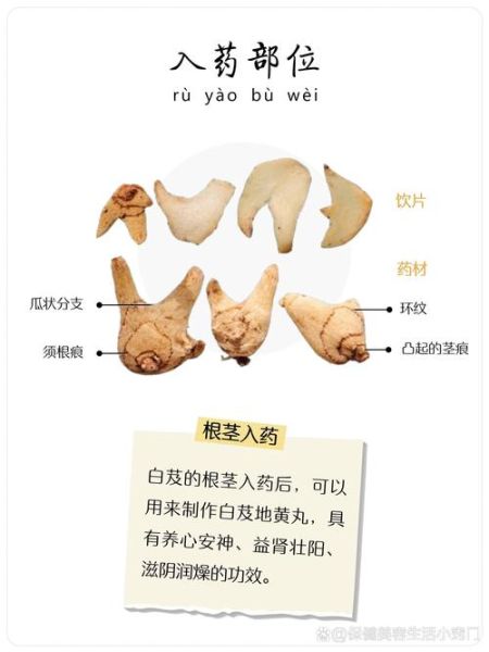 白芨的功效与作用有哪些_白芨能治疗哪些疾病-第3张图片-山城妙识