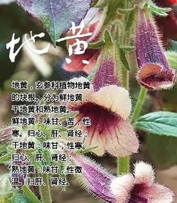 地黄的功效与作用_鲜地黄与干地黄区别-第3张图片-山城妙识 地黄的功效与作用_鲜地黄与干地黄区别-第3张图片-山城妙识