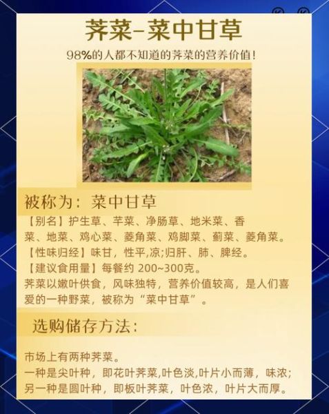 荠菜什么人不能吃_荠菜禁忌有哪些-第1张图片-山城妙识