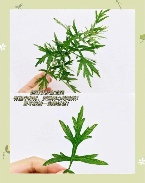 新鲜艾叶煮鸡蛋怎么做_艾叶鸡蛋的功效与禁忌-第1张图片-山城妙识