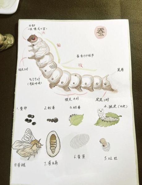 蚕的生命周期多久_蚕宝宝几天结茧-第1张图片-山城妙识