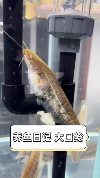 大口鲶鱼养殖技术_大口鲶鱼养殖常见问题-第1张图片-山城妙识