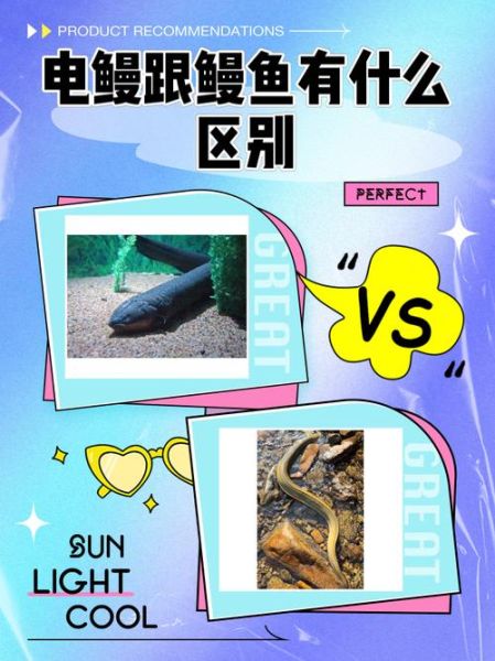 电鳗有天敌吗_电鳗会被什么动物吃掉-第1张图片-山城妙识