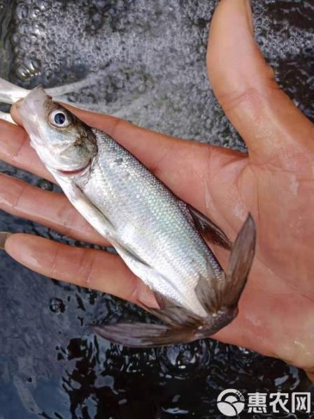 大口鲶鱼养殖技术_大口鲶鱼养殖常见问题-第2张图片-山城妙识