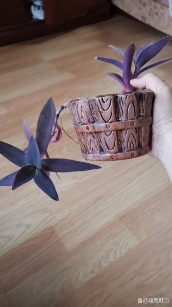 紫竹梅怎么养_紫竹梅可以水培吗-第2张图片-山城妙识