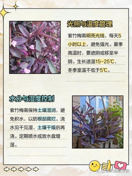 紫竹梅怎么养_紫竹梅可以水培吗-第1张图片-山城妙识