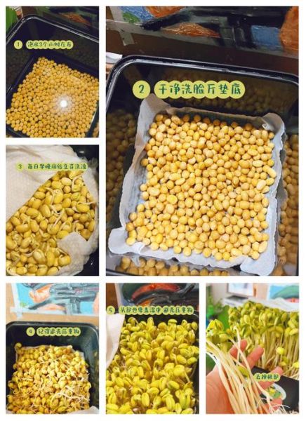 黄豆芽怎么发_黄豆芽温度多少合适-第1张图片-山城妙识
