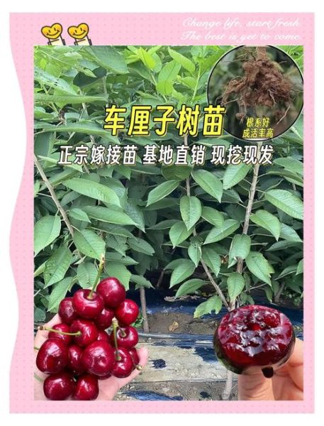 车厘子树苗怎么选_车厘子树苗多久结果-第2张图片-山城妙识 车厘子树苗怎么选_车厘子树苗多久结果-第2张图片-山城妙识