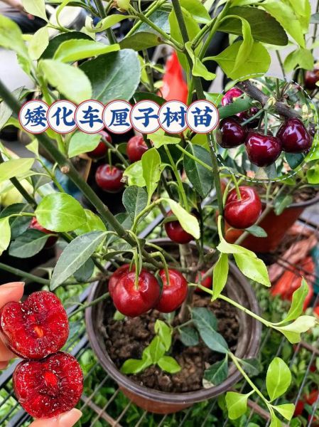 车厘子树苗怎么选_车厘子树苗多久结果-第1张图片-山城妙识 车厘子树苗怎么选_车厘子树苗多久结果-第1张图片-山城妙识