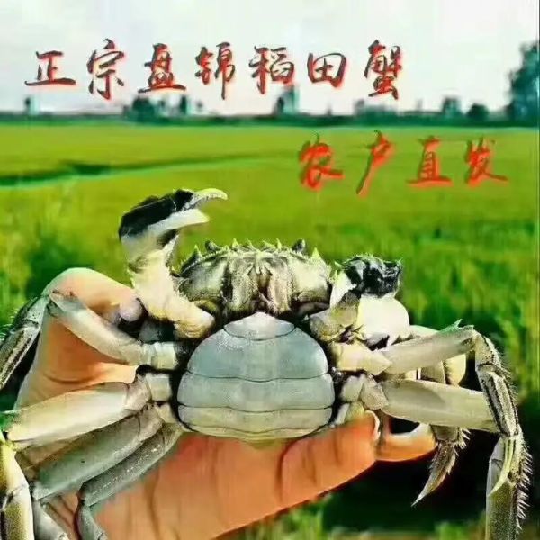 盘锦河蟹批发市场在哪里_盘锦河蟹批发价格多少钱一斤-第3张图片-山城妙识