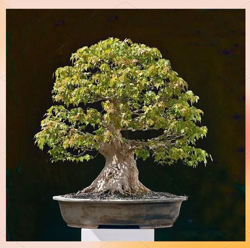 三角枫怎么养_三角枫盆景修剪技巧-第2张图片-山城妙识