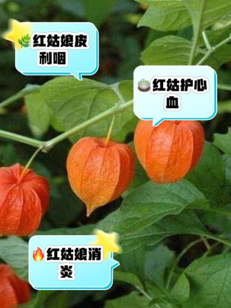 红姑娘皮泡水喝的功效_红姑娘皮泡水能天天喝吗-第2张图片-山城妙识