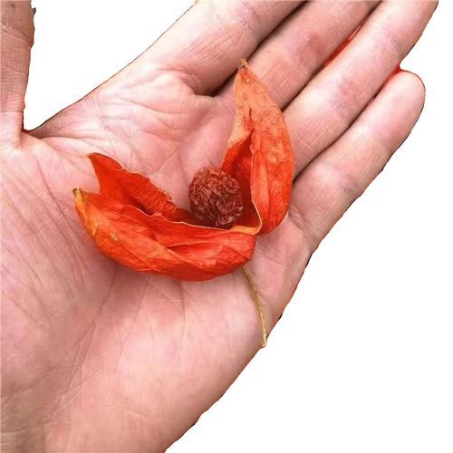 红姑娘皮泡水喝的功效_红姑娘皮泡水能天天喝吗-第3张图片-山城妙识