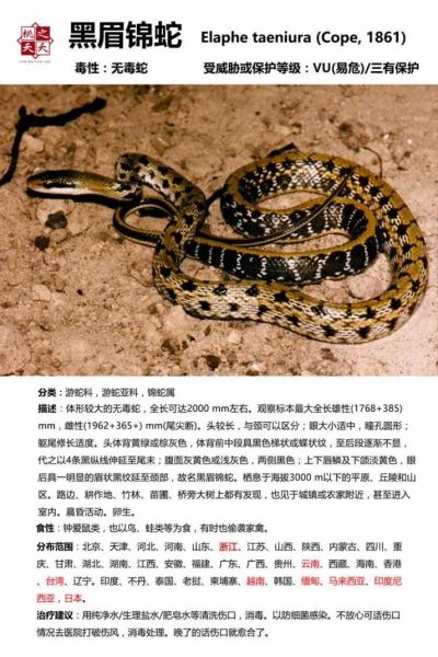 菜花蛇是什么蛇_有毒吗-第1张图片-山城妙识