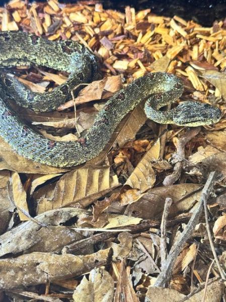 菜花蛇是什么蛇_有毒吗-第2张图片-山城妙识