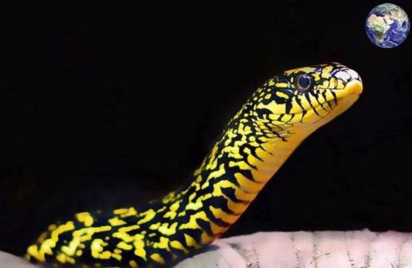 菜花蛇是什么蛇_有毒吗-第3张图片-山城妙识