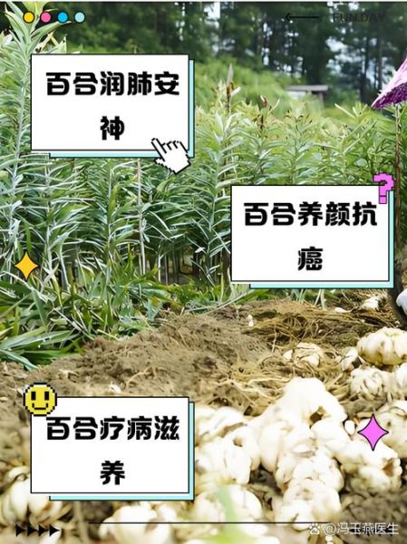 百合花的功效与作用_百合花泡水喝有什么禁忌-第3张图片-山城妙识