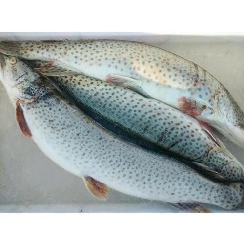 黑斑狗鱼多少钱一斤_黑斑狗鱼价格行情-第1张图片-山城妙识