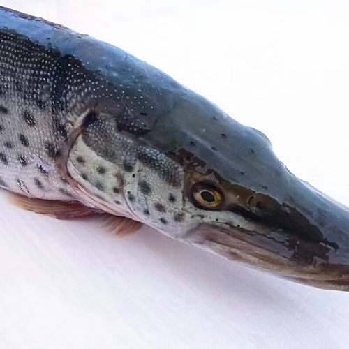 黑斑狗鱼多少钱一斤_黑斑狗鱼价格行情-第3张图片-山城妙识