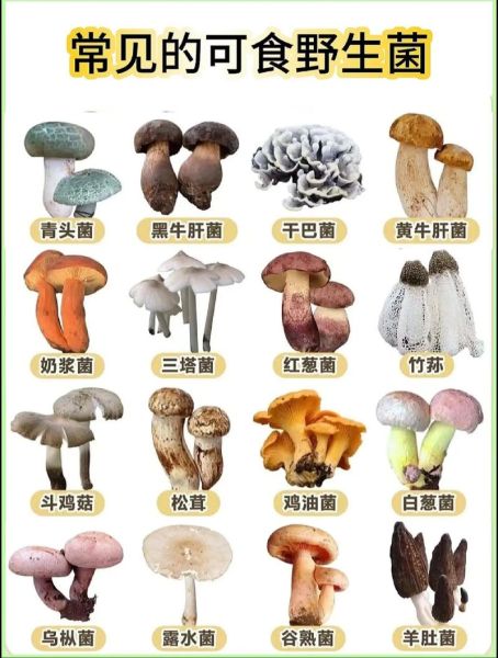 野生蘑菇怎么做好吃_野生蘑菇的家常做法大全-第1张图片-山城妙识
