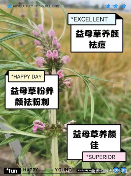 益母草煮水喝的禁忌_哪些人不能喝益母草水-第3张图片-山城妙识 益母草煮水喝的禁忌_哪些人不能喝益母草水-第3张图片-山城妙识