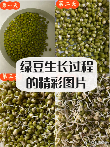 绿豆发芽需要几天_绿豆发芽过程图解-第3张图片-山城妙识