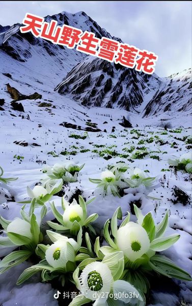 天山雪莲花功效与作用_天山雪莲花怎么吃效果最好-第2张图片-山城妙识