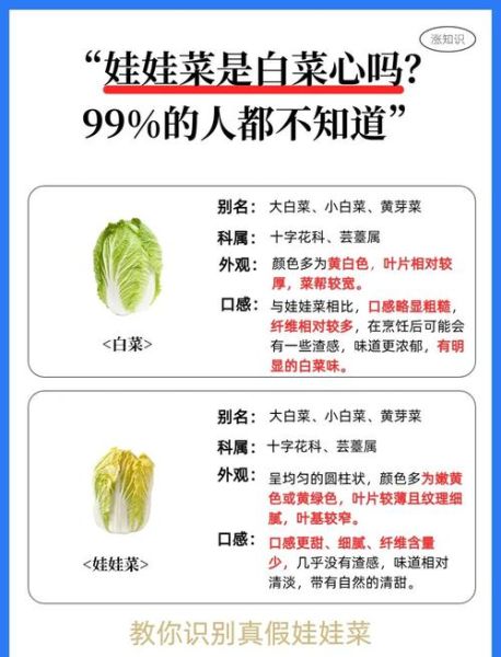 娃娃菜和大白菜是一个品种吗_娃娃菜与大白菜区别-第3张图片-山城妙识 娃娃菜和大白菜是一个品种吗_娃娃菜与大白菜区别-第3张图片-山城妙识