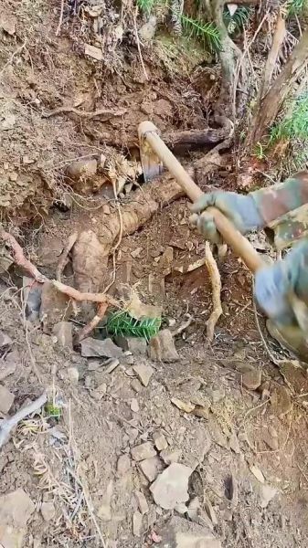 挖野生葛根图片_野生葛根长什么样-第1张图片-山城妙识