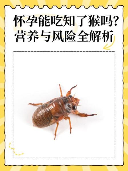 知了的功效与作用_知了怎么吃最好-第2张图片-山城妙识