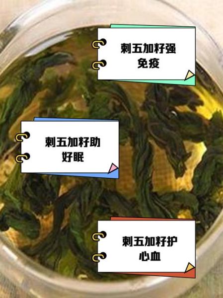 刺五加茶叶的功效与作用_刺五加茶叶怎么喝-第2张图片-山城妙识