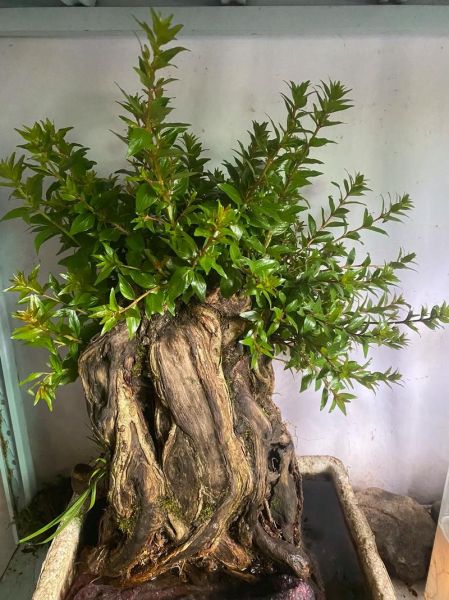 水杨梅根图片长什么样_水杨梅根功效与作用-第2张图片-山城妙识