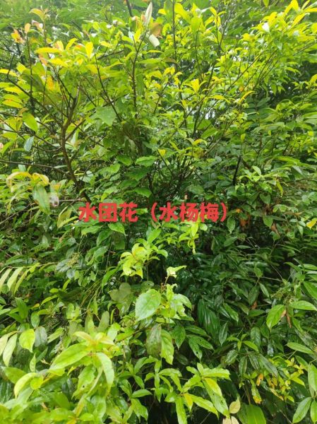 水杨梅根图片长什么样_水杨梅根功效与作用-第1张图片-山城妙识