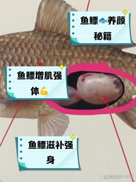 鱼鳔的作用是什么_鱼鳔的功效与作用-第1张图片-山城妙识 鱼鳔的作用是什么_鱼鳔的功效与作用-第1张图片-山城妙识