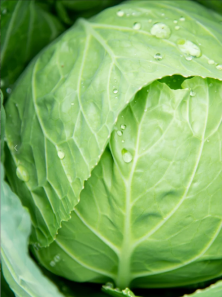 甘蓝菜是什么菜_甘蓝菜图片长什么样-第1张图片-山城妙识 甘蓝菜是什么菜_甘蓝菜图片长什么样-第1张图片-山城妙识